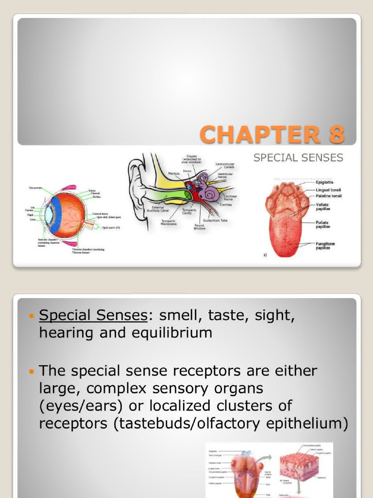 Chapter 8 Special Senses | PDF
