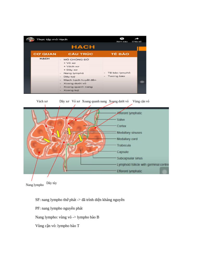 H CH Lách | PDF