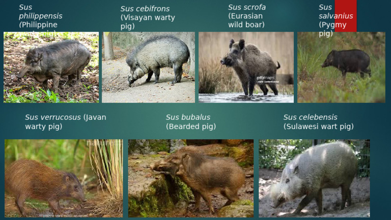 Philippine Warty Pig) (Visayan Warty Pig) (Eurasian Wild Boar) (Pygmy ...