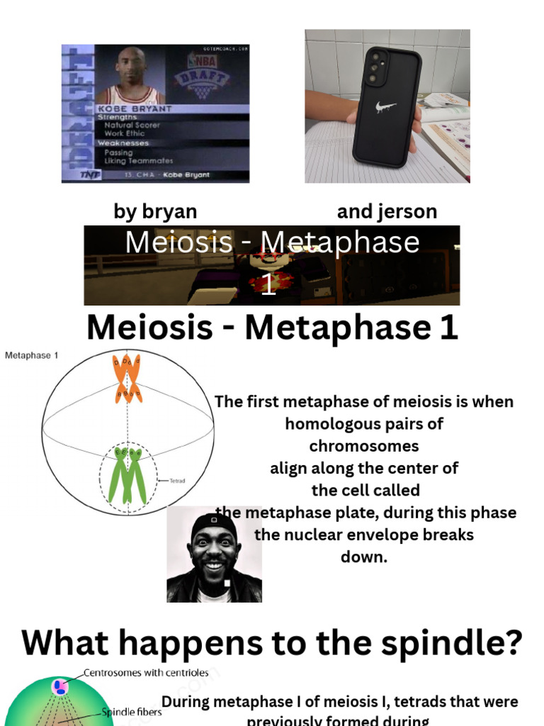 Meosis | PDF