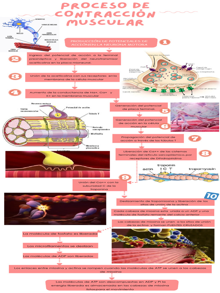Proceso de Contracción Muscular Esquelética | PDF | Contracción ...