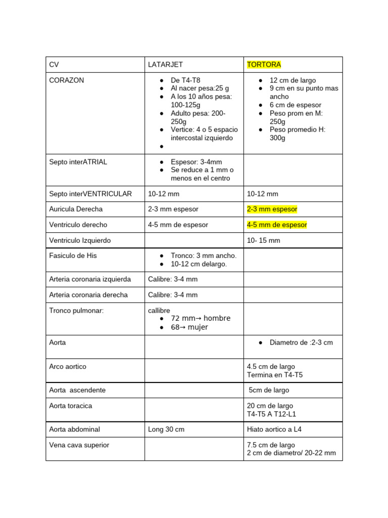 MEDIDAS | PDF | Aorta | Sistema digestivo humano