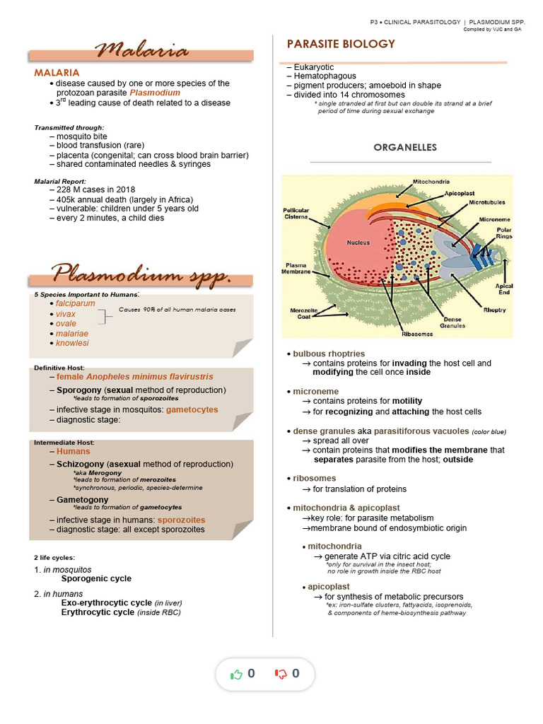 Malaria Overview: Plasmodium Species Insights | PDF | Plasmodium ...