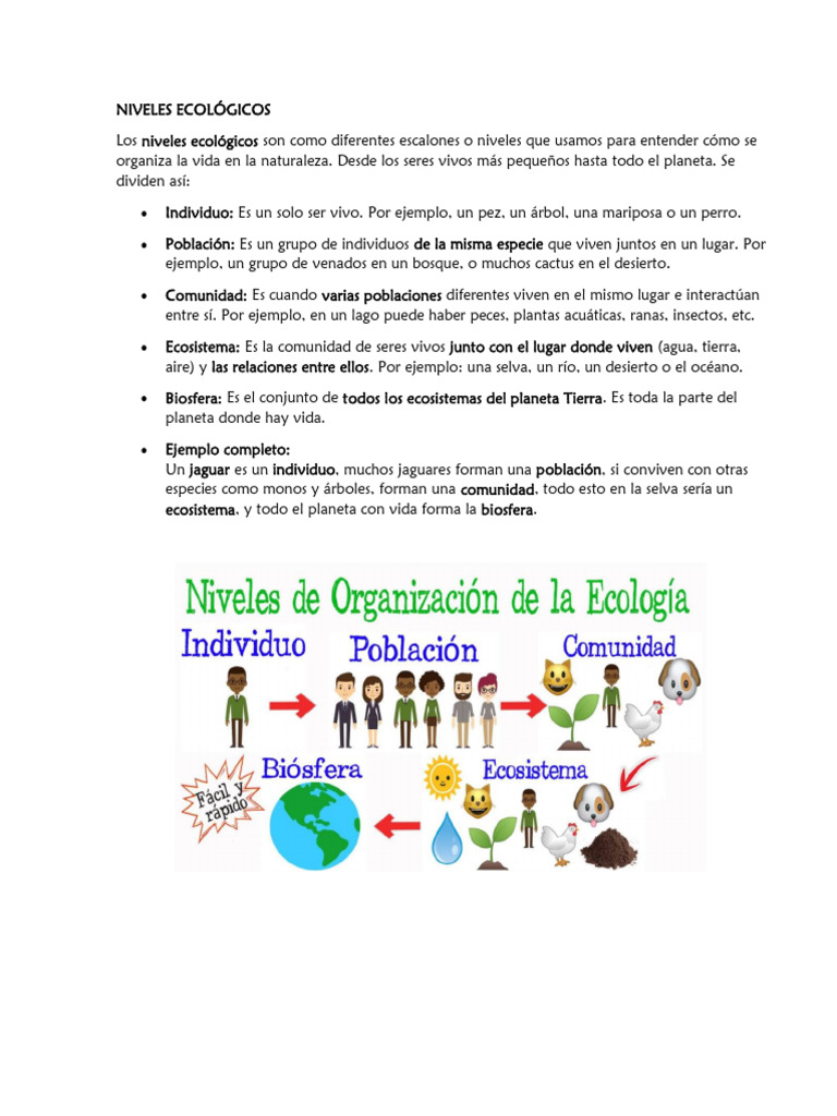 Niveles Ecológicos y Tróficos Explicados | PDF | Ecología | Herbívoro