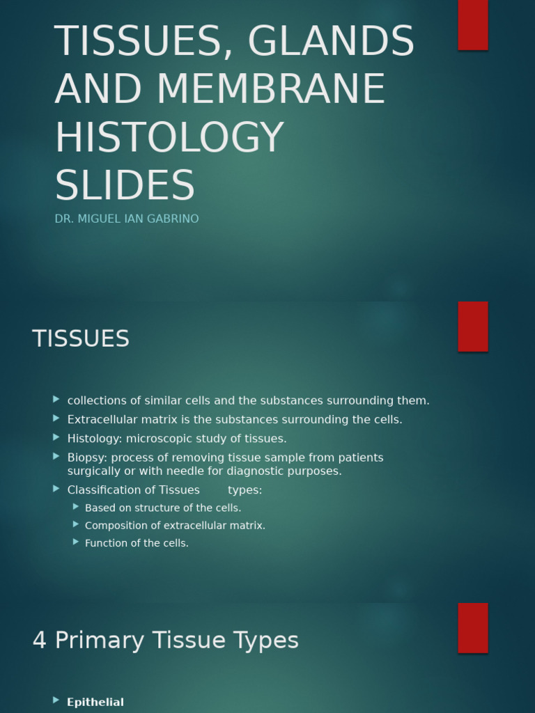 Tissues, Glands and Membrane Histology Slides Bsn1 | PDF | Epithelium | Muscle