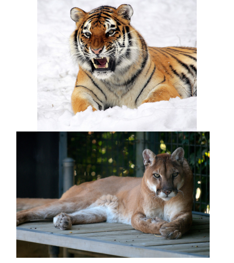 Tiger and Puma | PDF