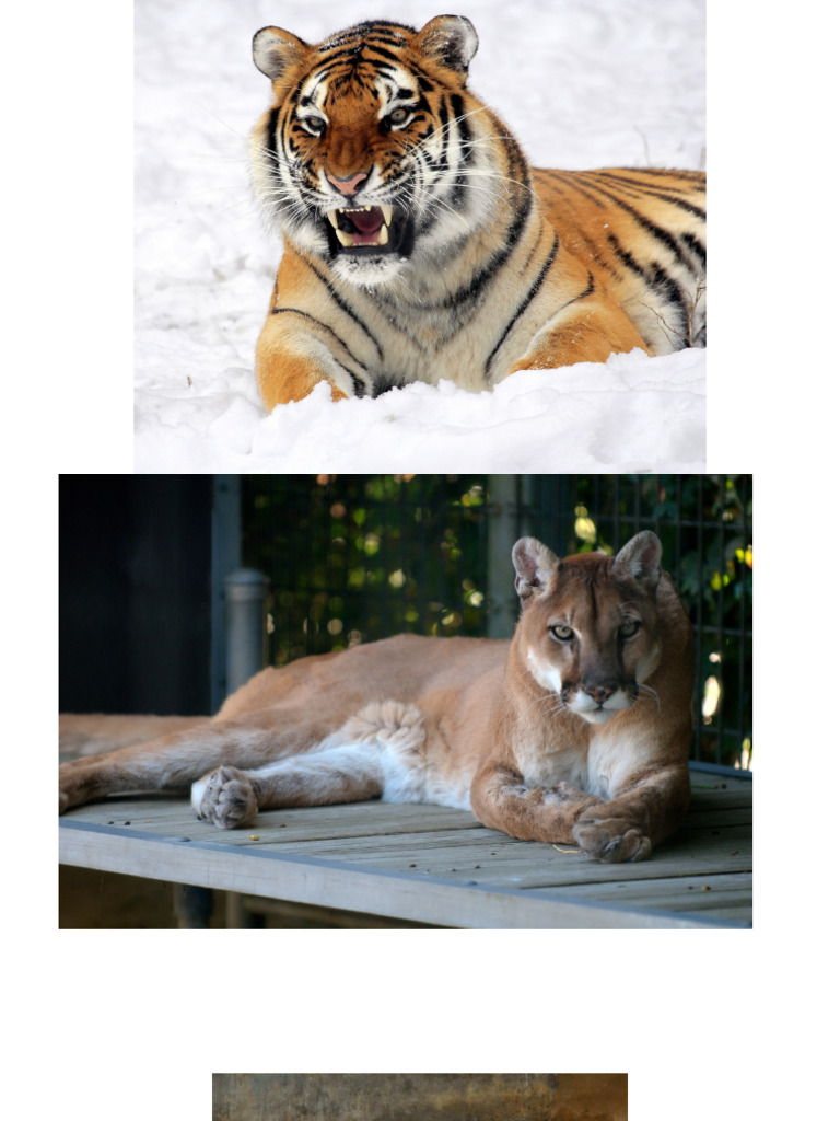 Tiger and Puma and Jaguar | PDF