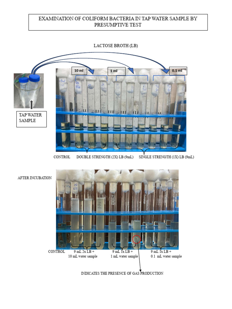 Presumptive Coliform Test Procedure | PDF