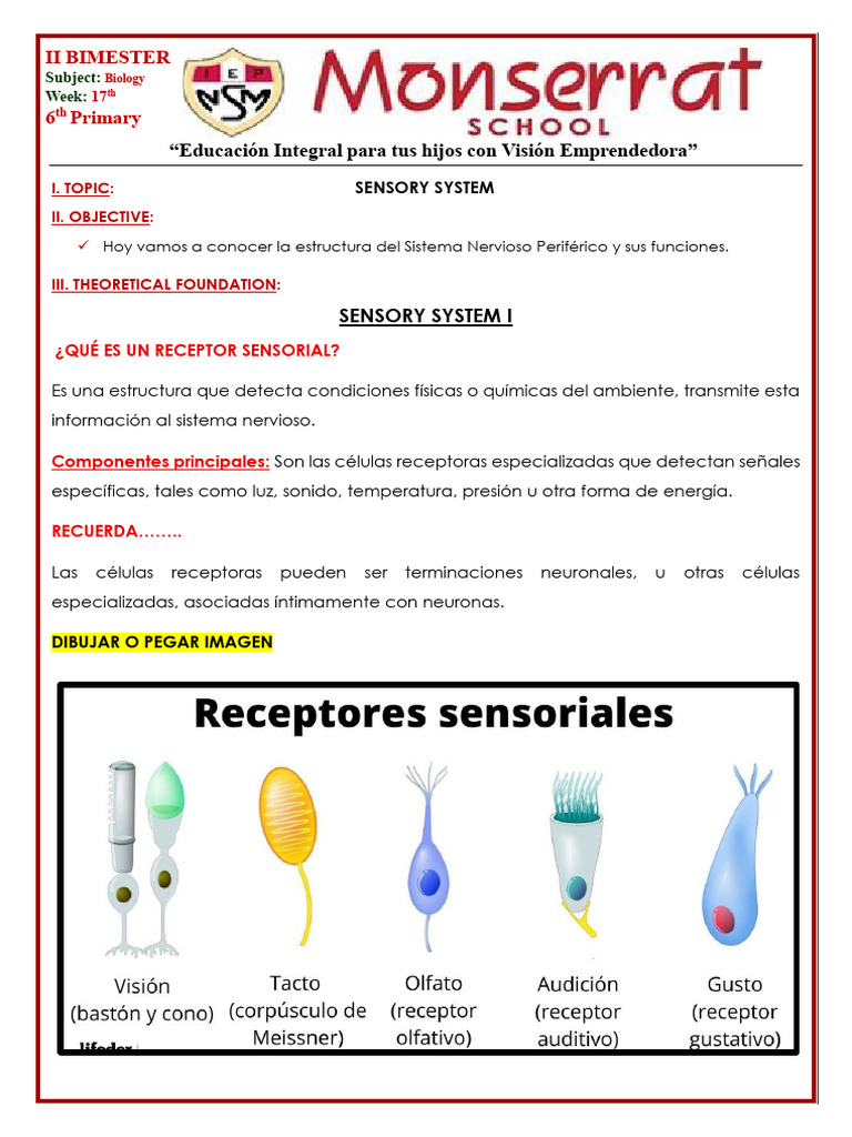 Receptores Sensoriales y sus Funciones | PDF