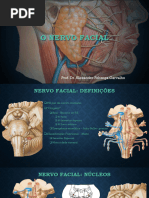 Anatomia e Função do Nervo Facial | PDF | Nervo | Anatomia humana