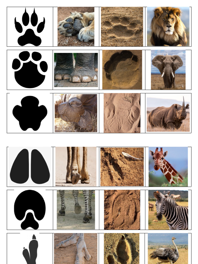 25 - Pegada Dos Animais - 23 A 25-07 - Marina | PDF