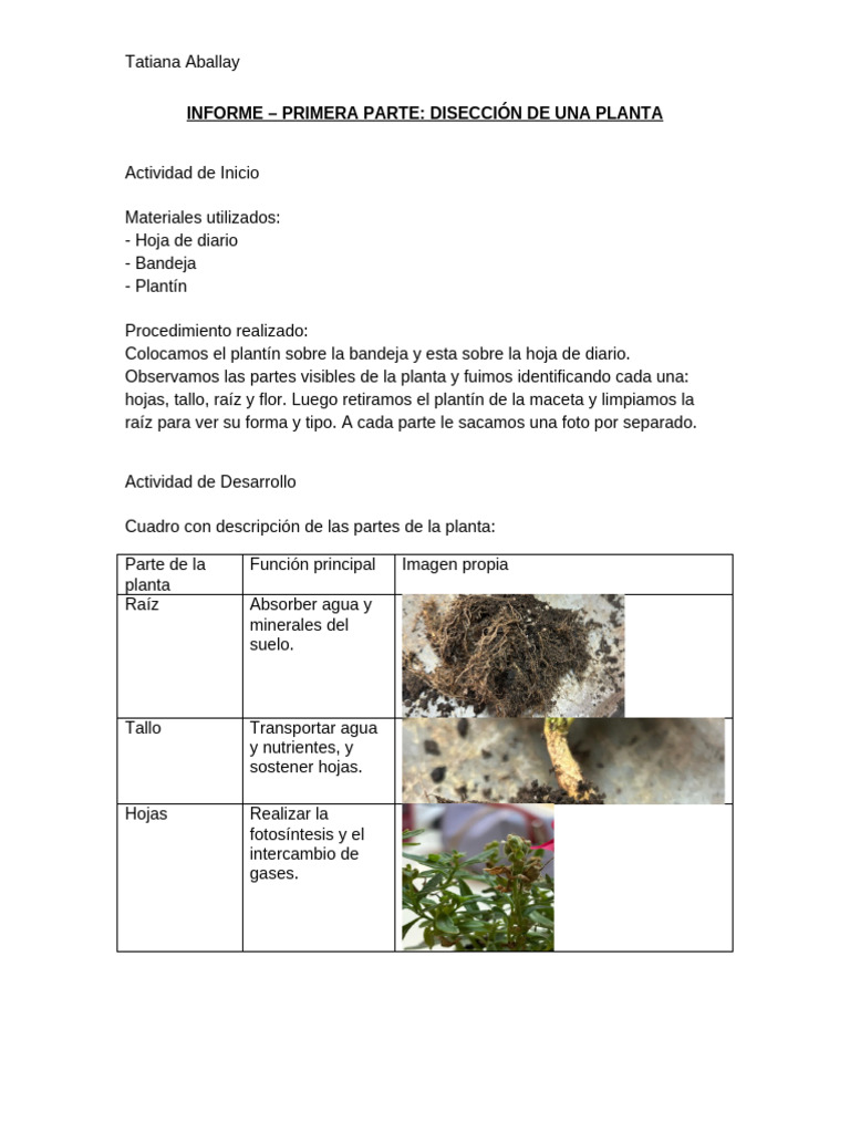 Disecando una Planta: Partes y Funciones | PDF