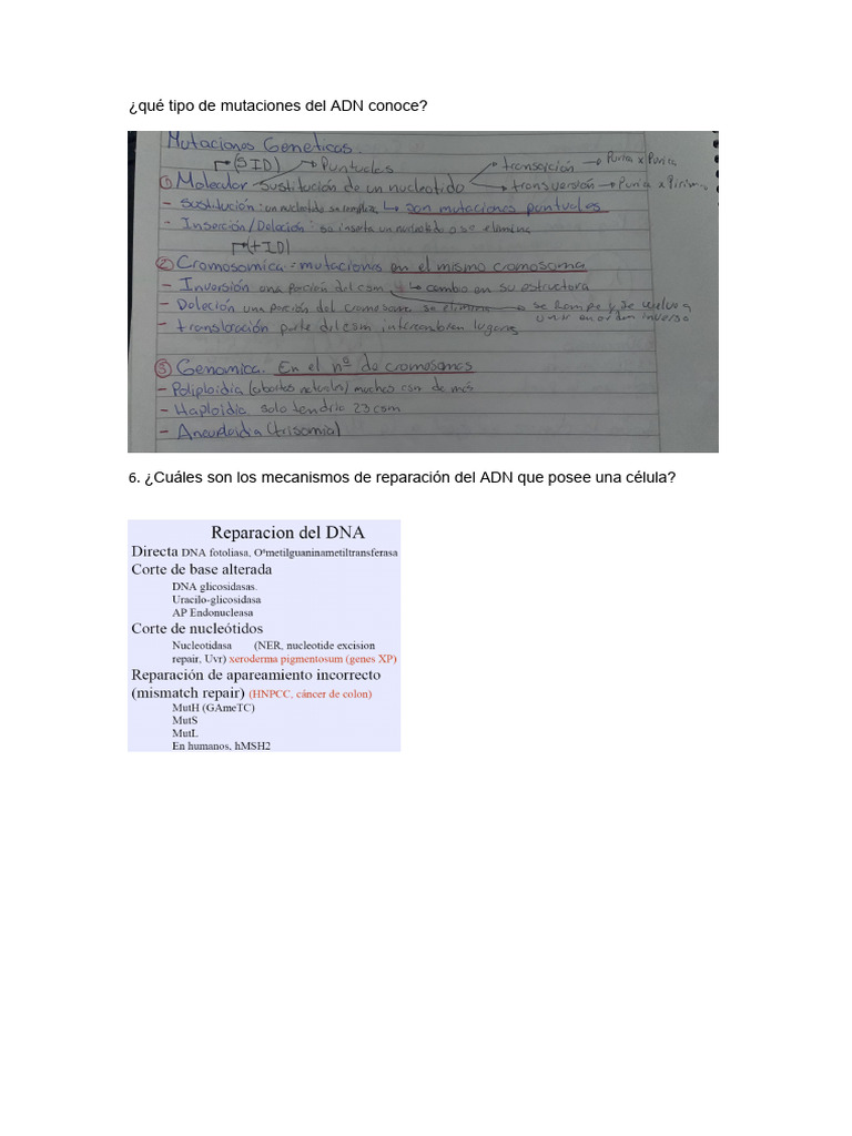 ¿Qué Tipo de Mutaciones Del ADN Conoce | PDF