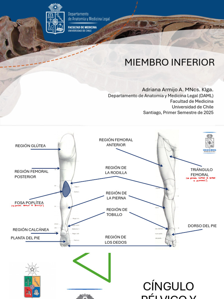 Anatomía de la Pierna y Regiones Asociadas | PDF | Sistema ...