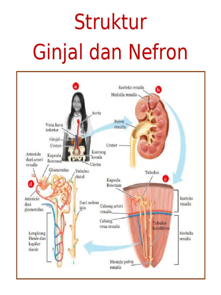 Media Gambar (Ginjal Dan Nefron) | PDF