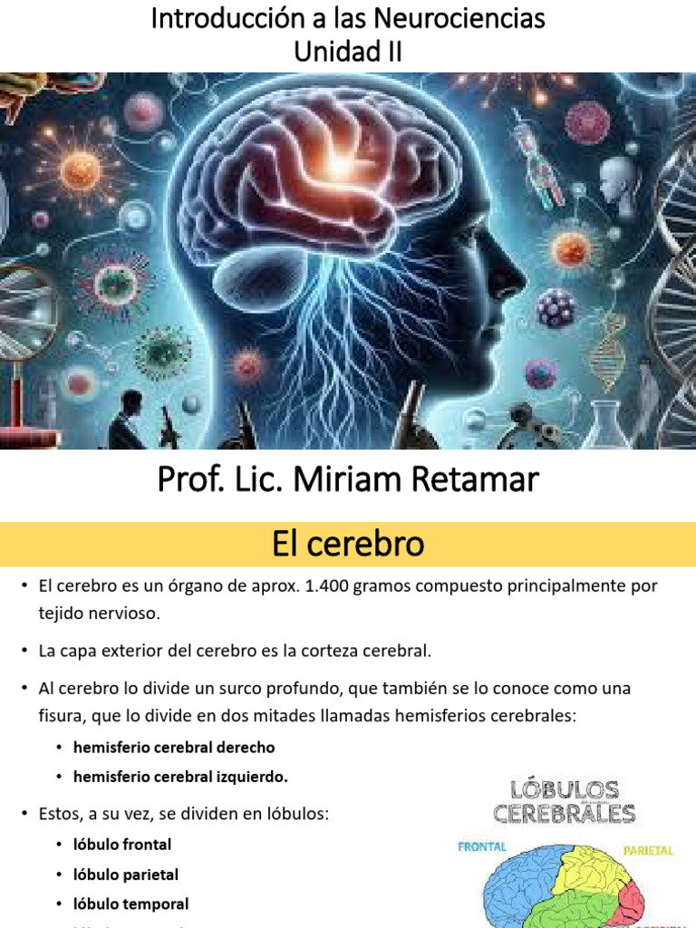 Introducción A Las Neurociencias - Unidad II | PDF | Cerebro | Neurona