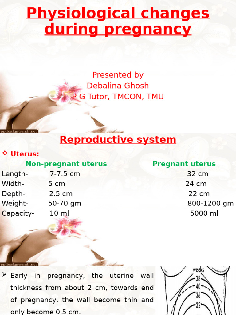 Physiological Changes During Pregnancy | PDF | Uterus | Pregnancy