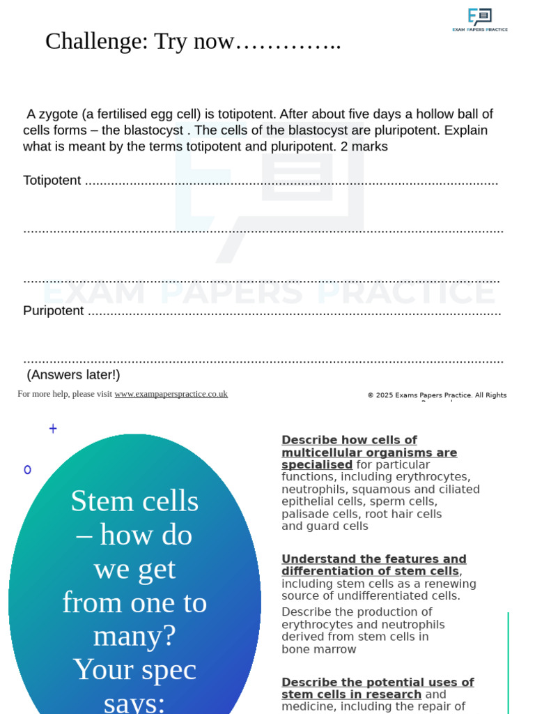 Stem Cells | PDF | Cell Potency | Epithelium