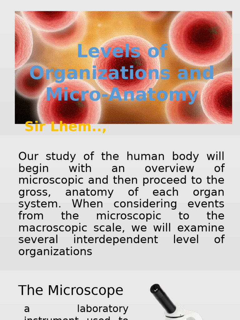 Levels of Organizations | PDF