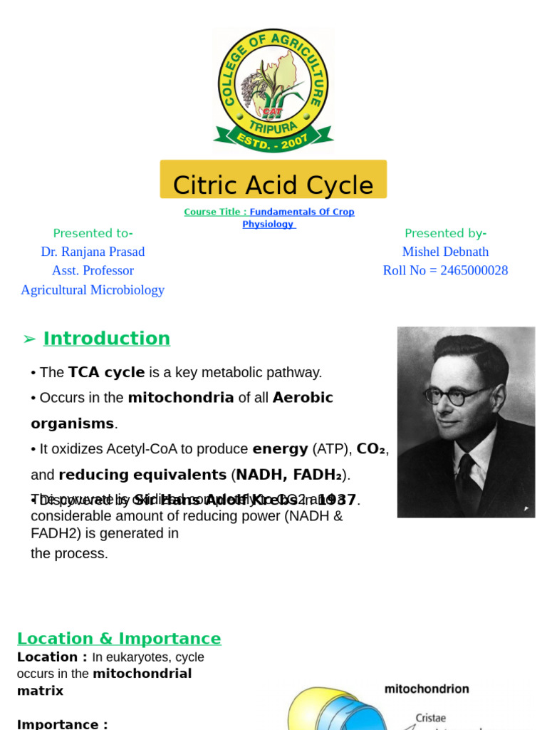 Kreb Cycle (Mishel) | PDF