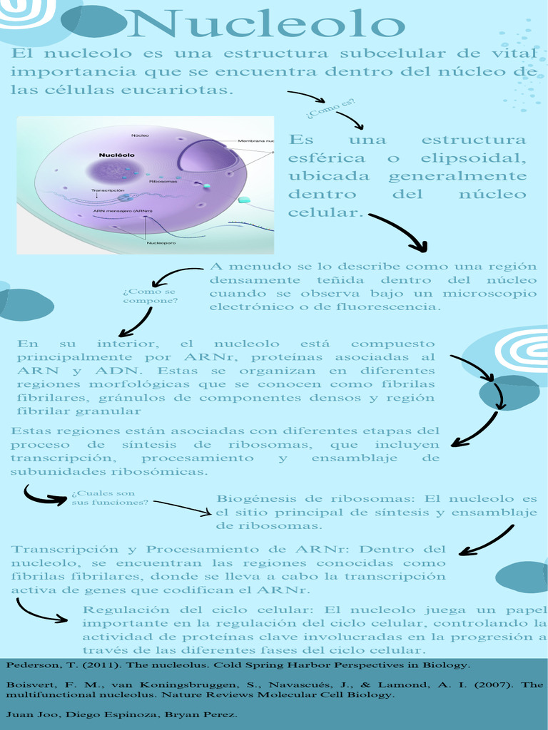 Nucleolo Infografia | PDF
