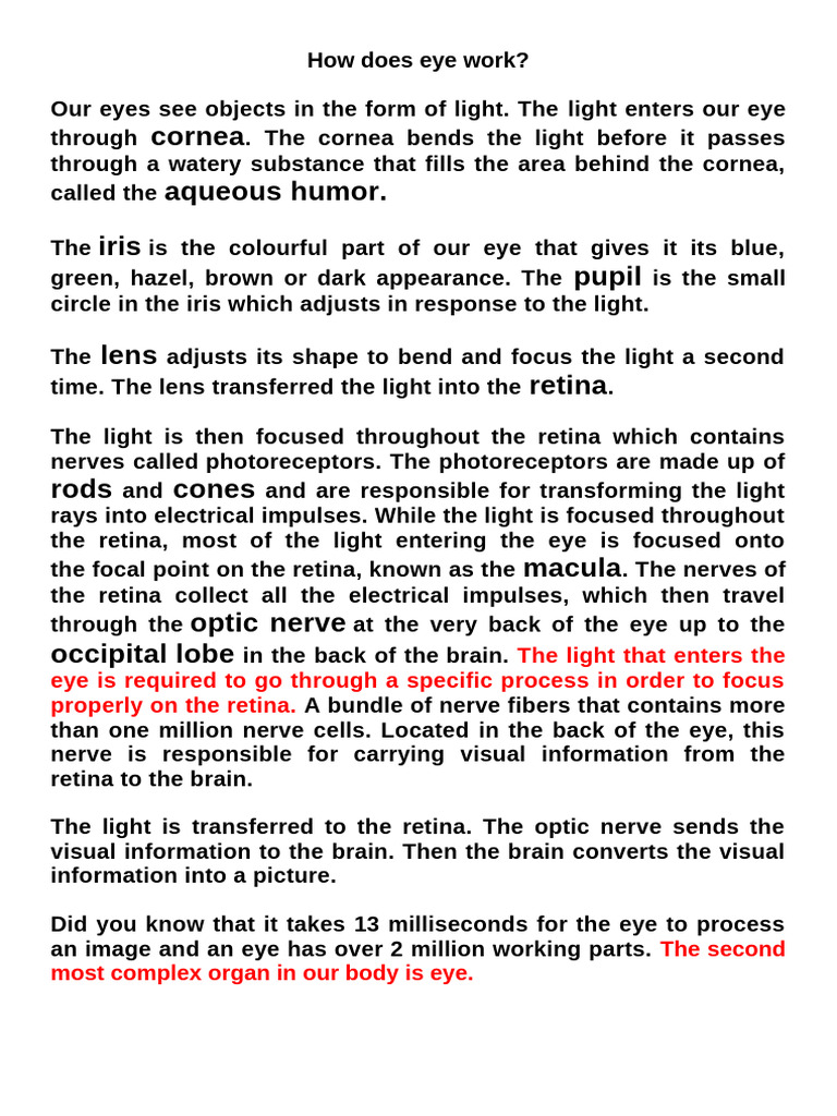 How the Eye Processes Light | PDF