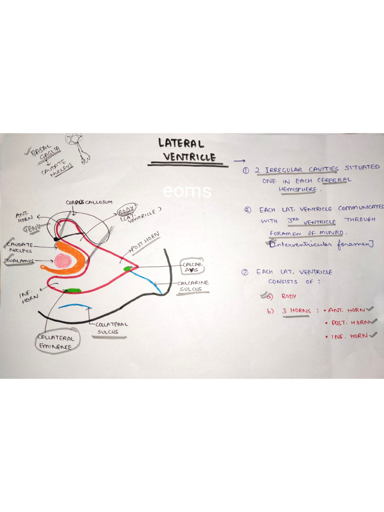 Lateral Ventricle | PDF