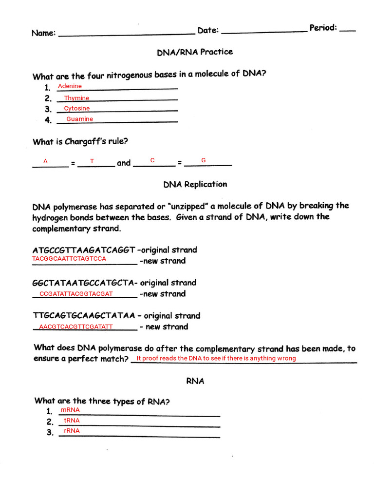 DNA RNA Practice Sheet | PDF