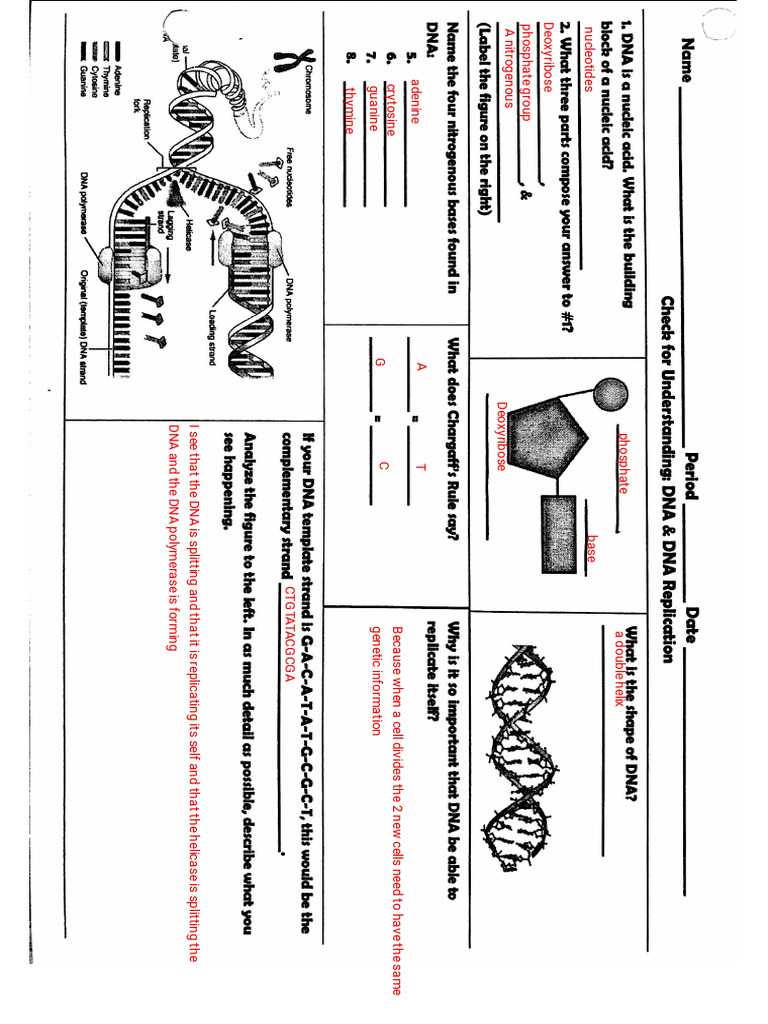 DNA Structure and Replication Notes | PDF