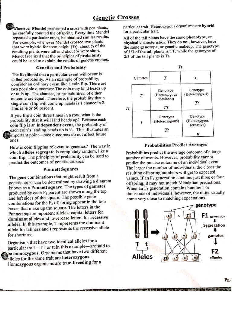 Genetic Crosses Text and GO | PDF
