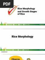 1 Morphology of The Rice Plant | PDF | Rice | Plants