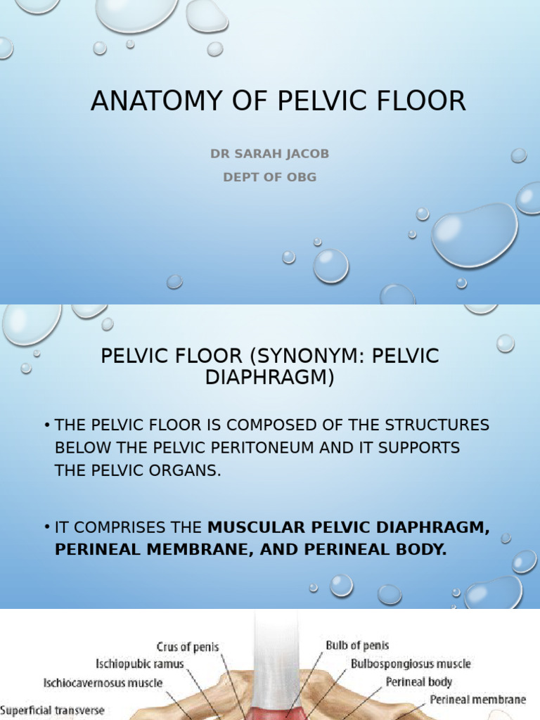 Anatomy of Pelvic Floor | PDF | Pelvis | Musculoskeletal System