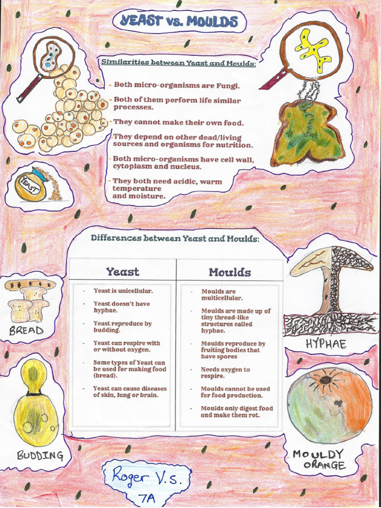 Yeast Vs Moulds Poster | PDF