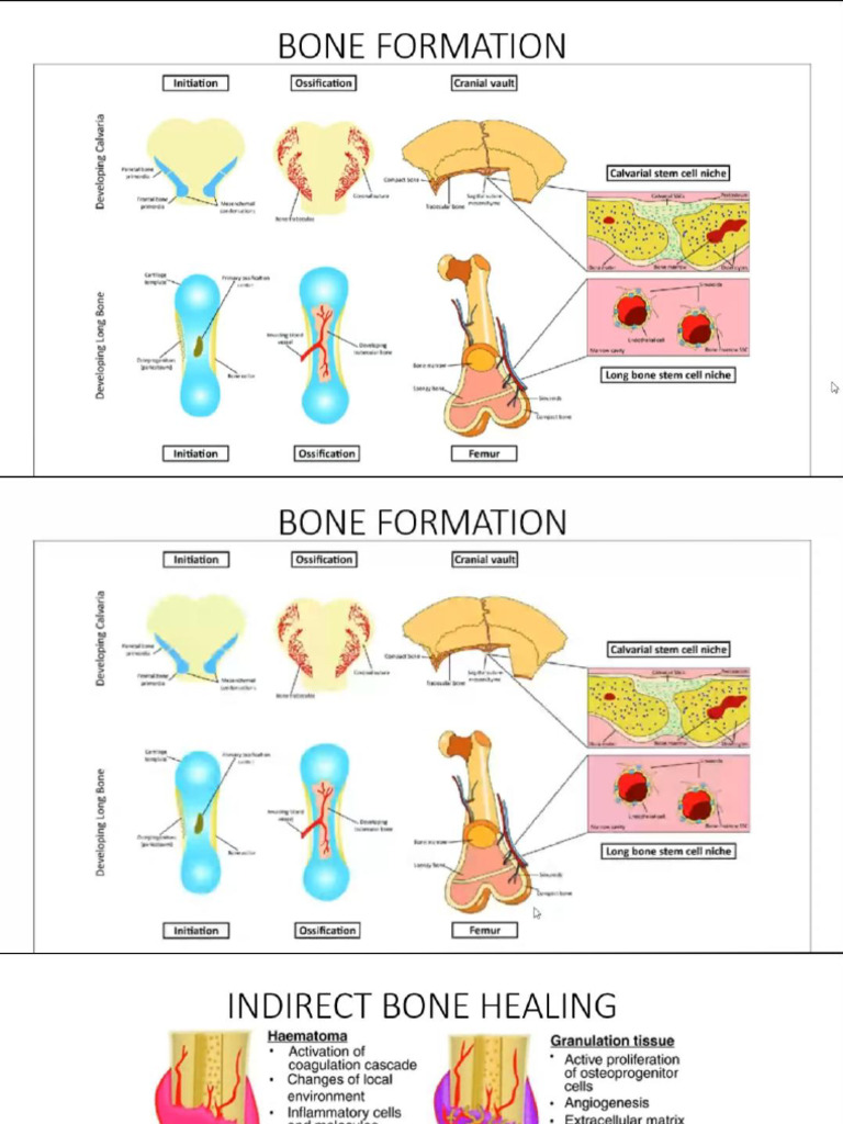 Fracture Healing... DR - Njongo | PDF