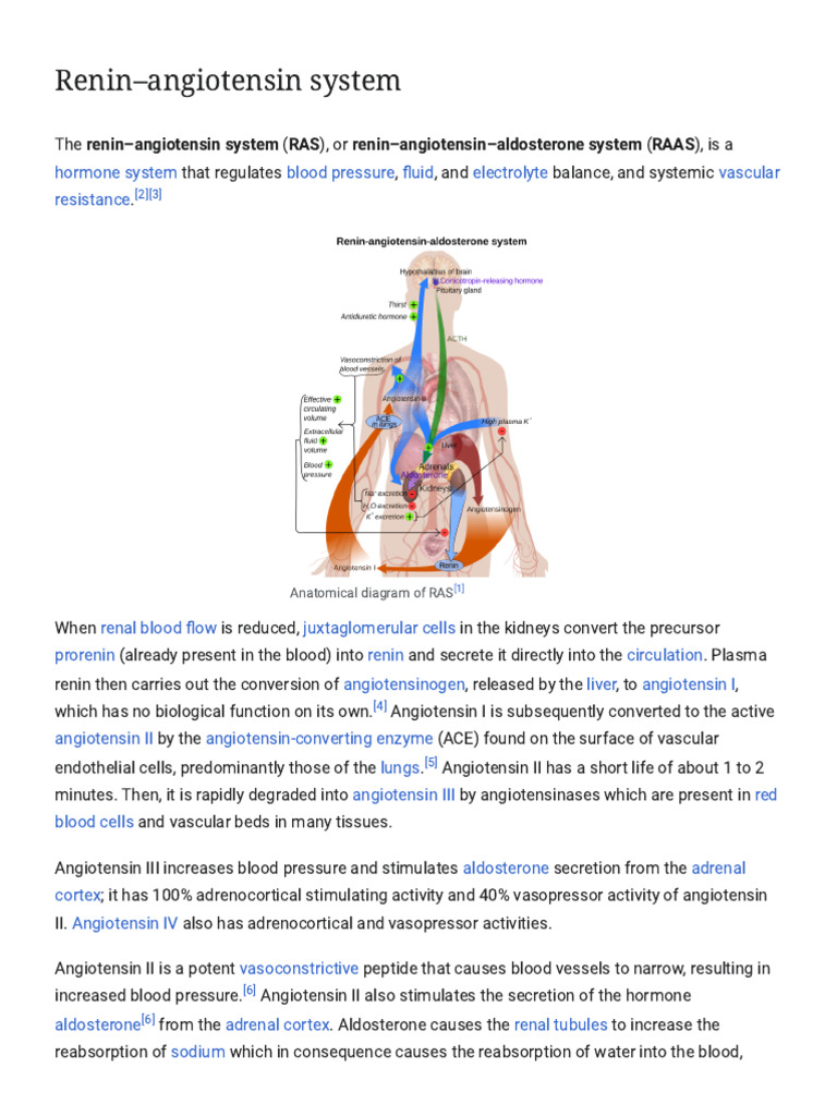 Renin-Angiotensin System Overview | PDF | Angiotensin | Kidney