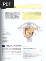 Duodénum | PDF | Pancréas | Anatomie