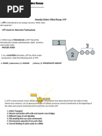 Amoeba Sisters Video Recap: ATP | PDF | Adenosine Triphosphate ...
