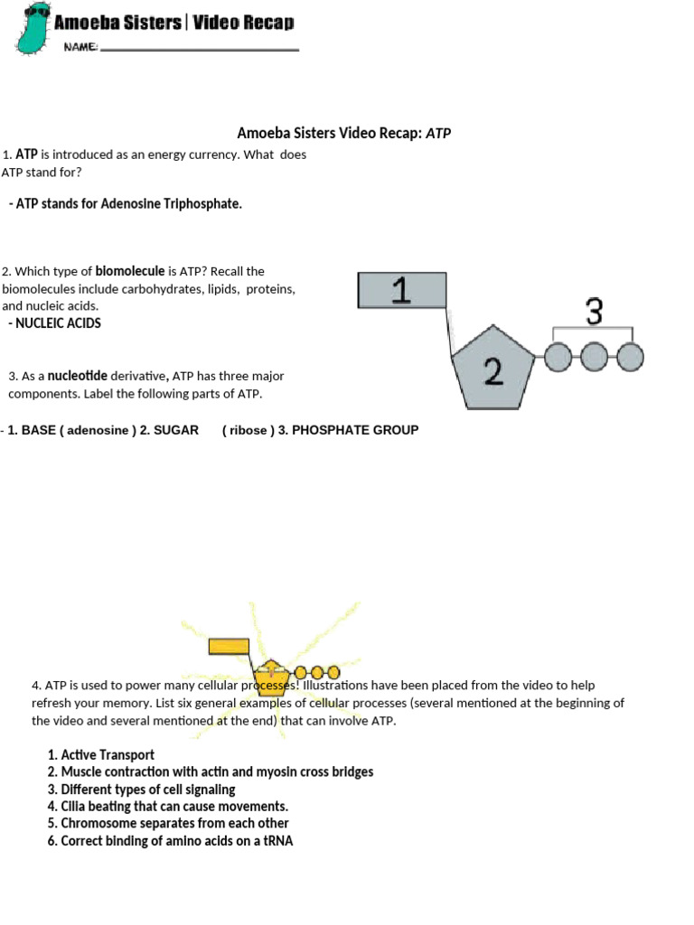 Atp Recap by Amoeba Sisters | PDF | Adenosine Triphosphate | Adenosine ...