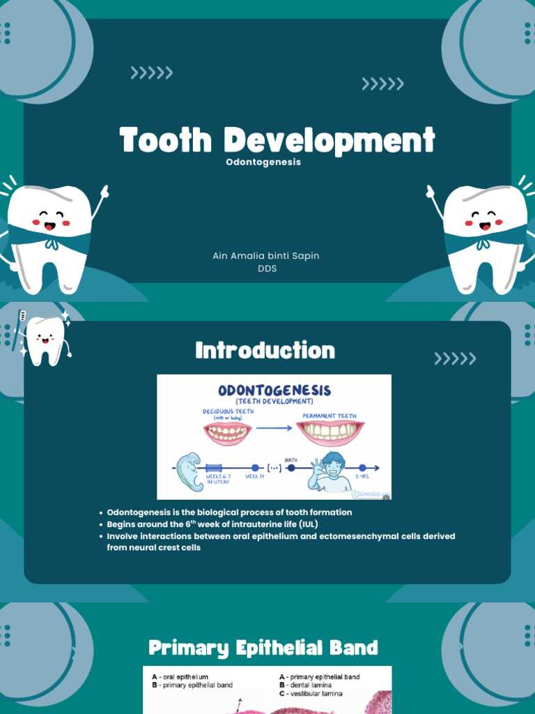 Bud Stage in Tooth Development | PDF | Human Tooth | Dentistry Branches