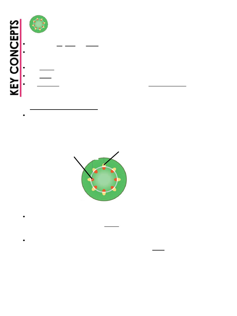 Key Concepts - Plant Transport System | PDF | Plant Stem | Leaf