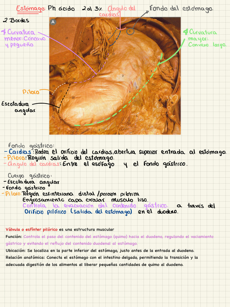Haustras colónicas y su función | PDF | Estómago | Intestino grueso
