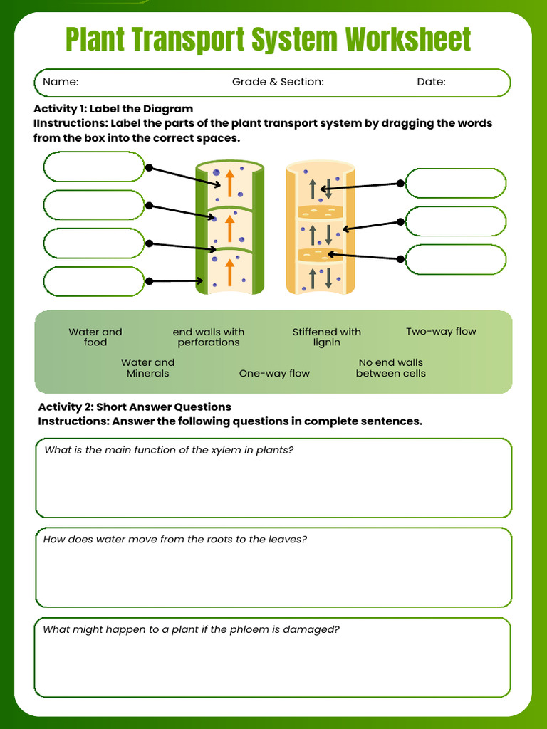Plant Transport System Worksheet | PDF | Leaf | Root
