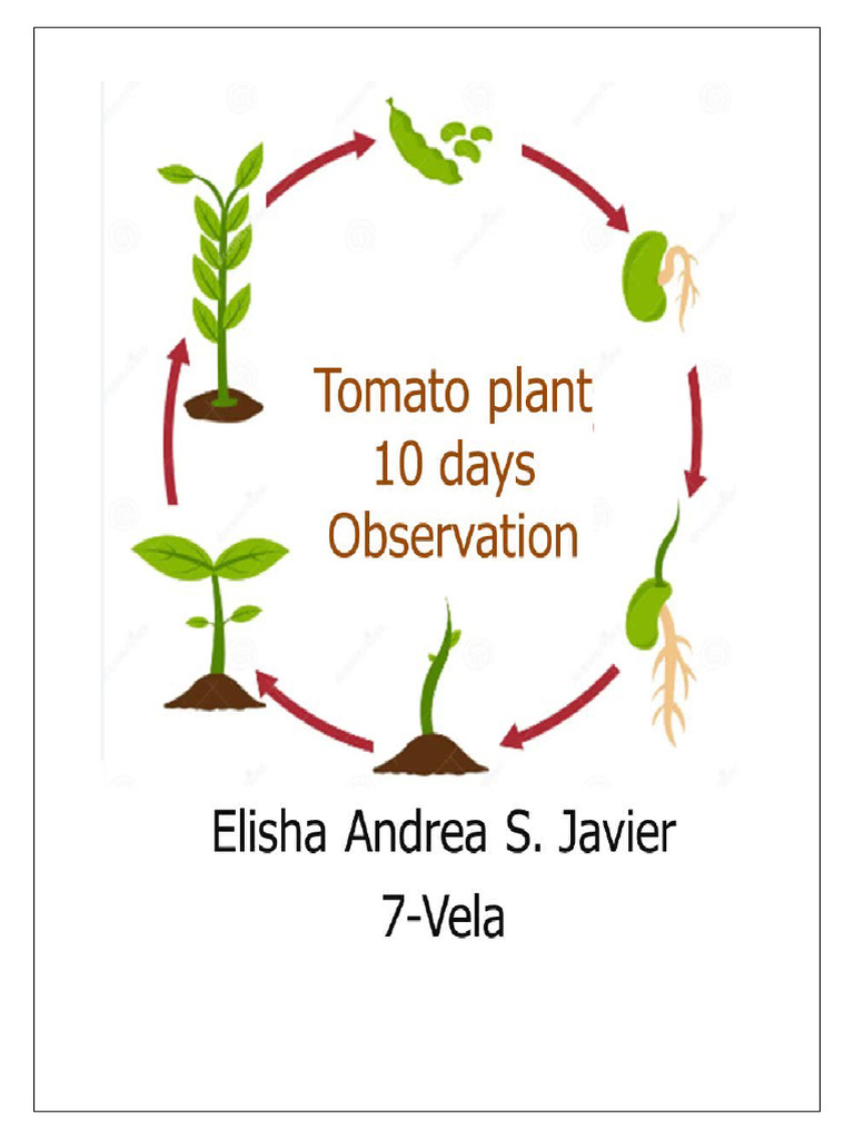 Plant Experiment | PDF