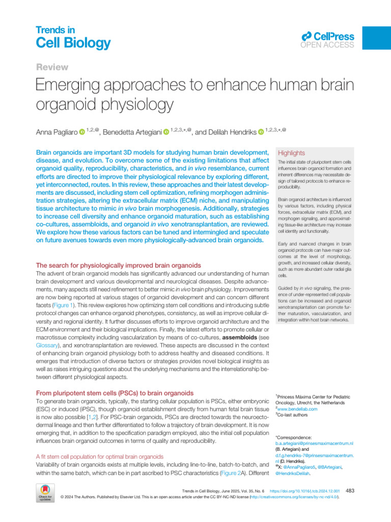 Enhancing Human Brain Organoid Physiology | PDF | Extracellular Matrix ...