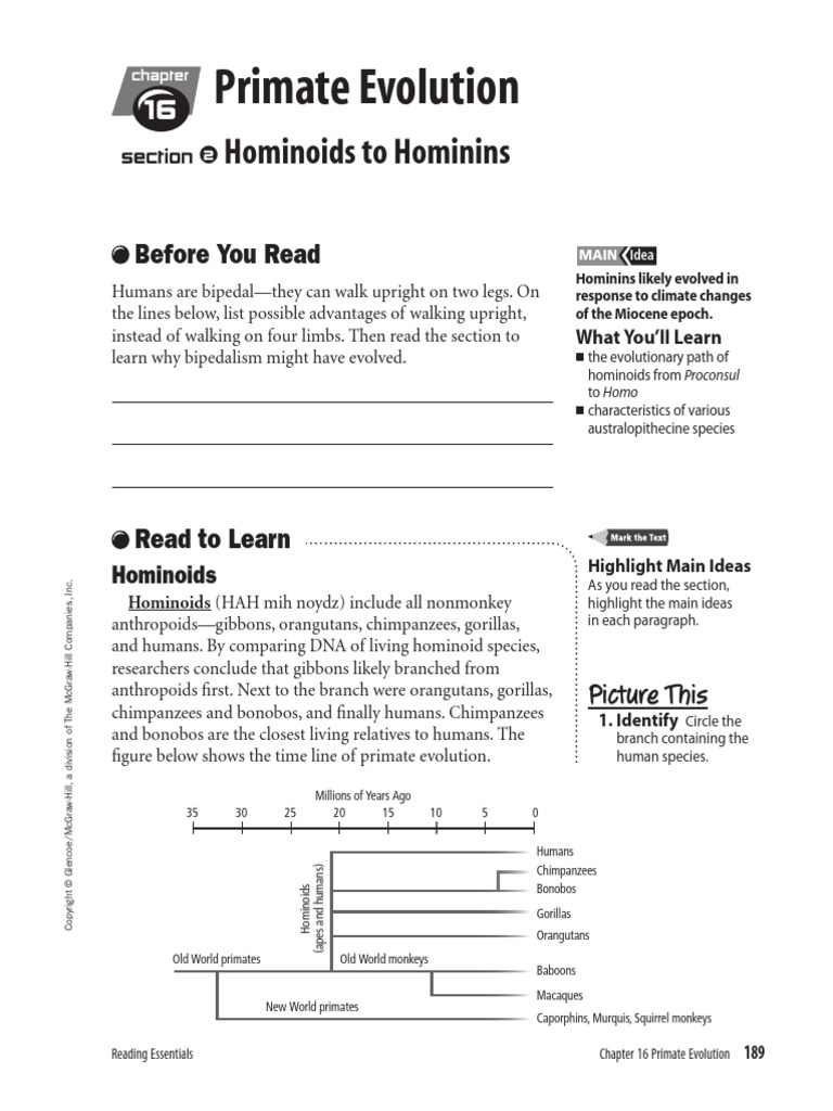 #A Chapter 16 Section 2 Reading Essentials | PDF | Bipedalism | Ape