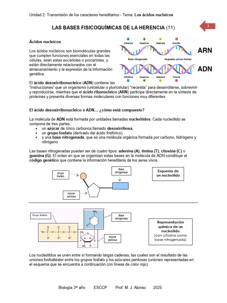 11 Caracteres hereditarios Los Ã¡cidos nucleicos 2025 | PDF | Adn | Rna