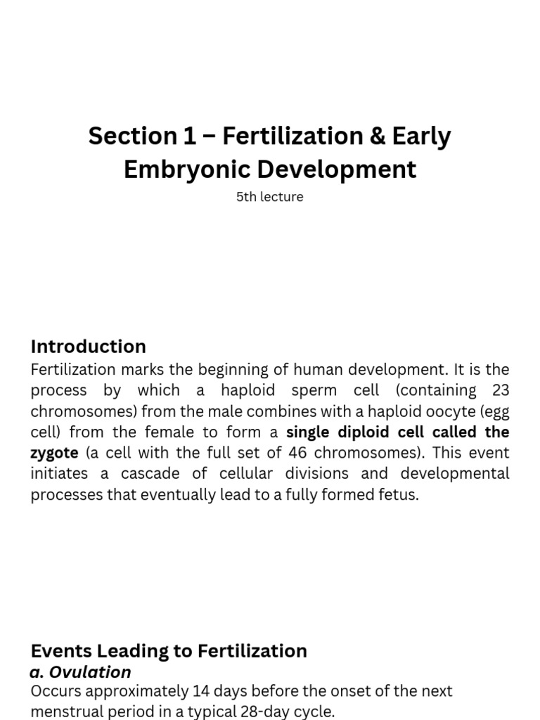 Fertilization and Early Embryo Development | PDF | Fertilisation | Uterus