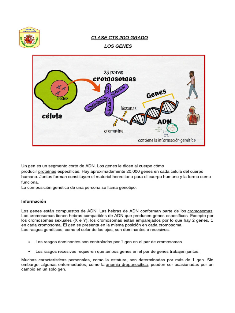 Clase 2do Los Genes | PDF | Gene | Adn