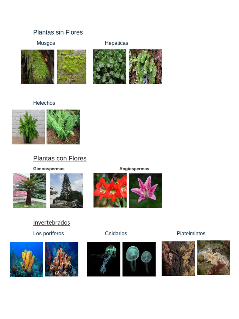 Plantas Sin Flores | PDF