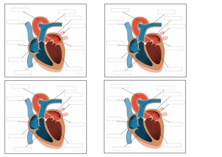 Heart | PDF